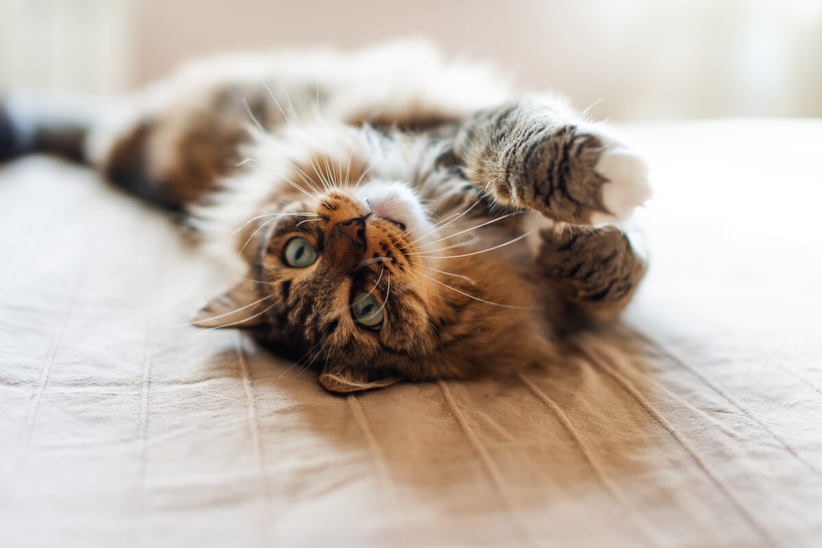 Katzen Maulkorb – Die 16 besten Produkte im Vergleich - HundeINFOPortal